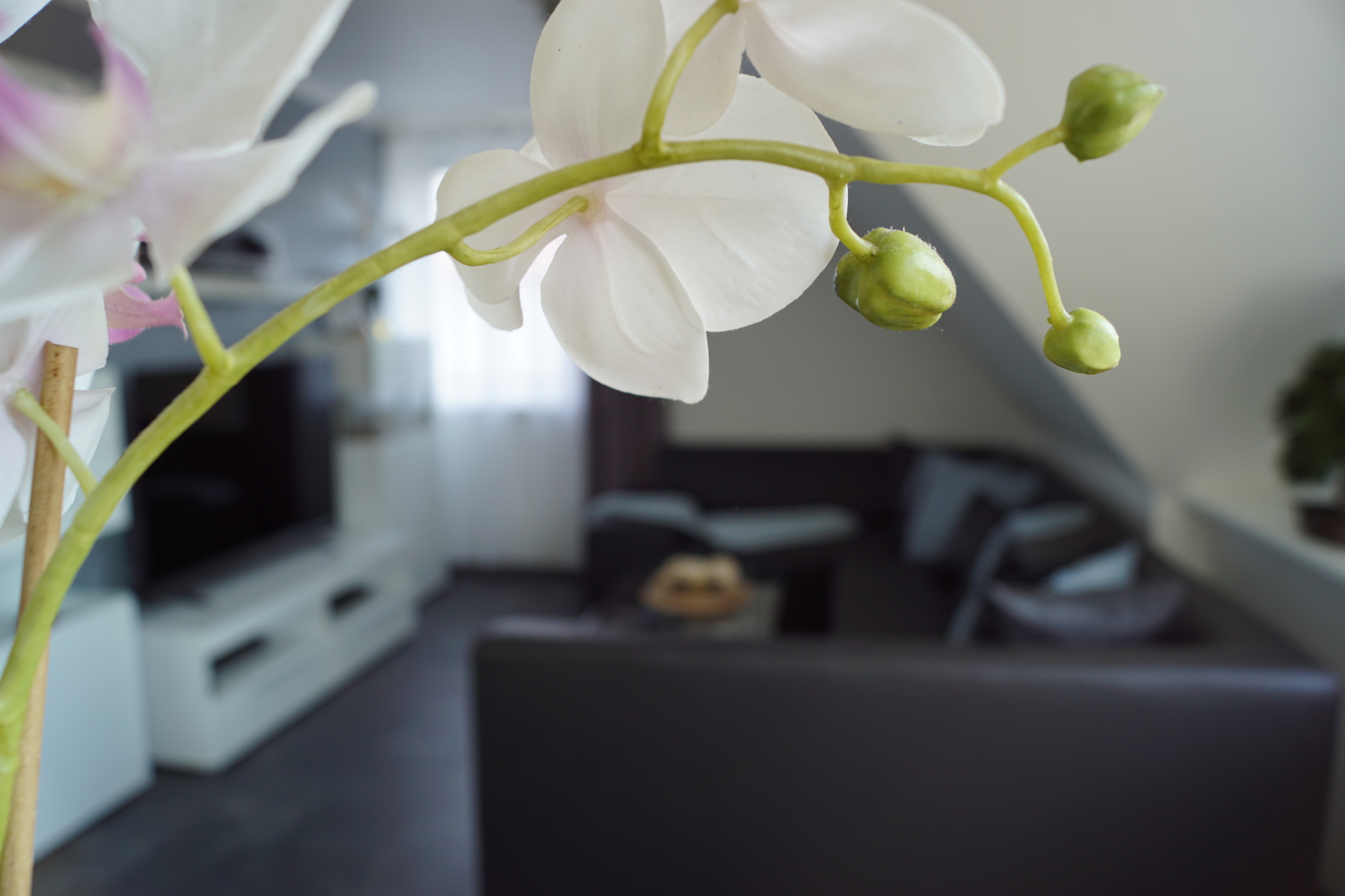 Holiday Apartment For 3 - Osnabrück